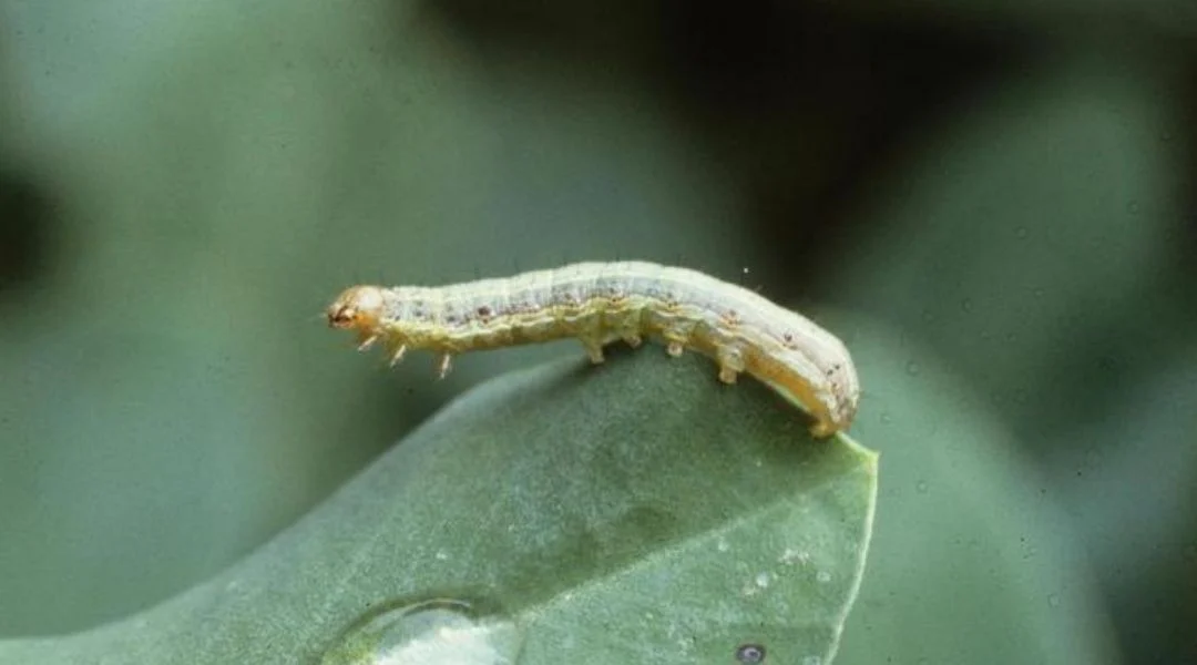 Spotting and managing Spodoptera armyworms – PlantwisePlus Blog