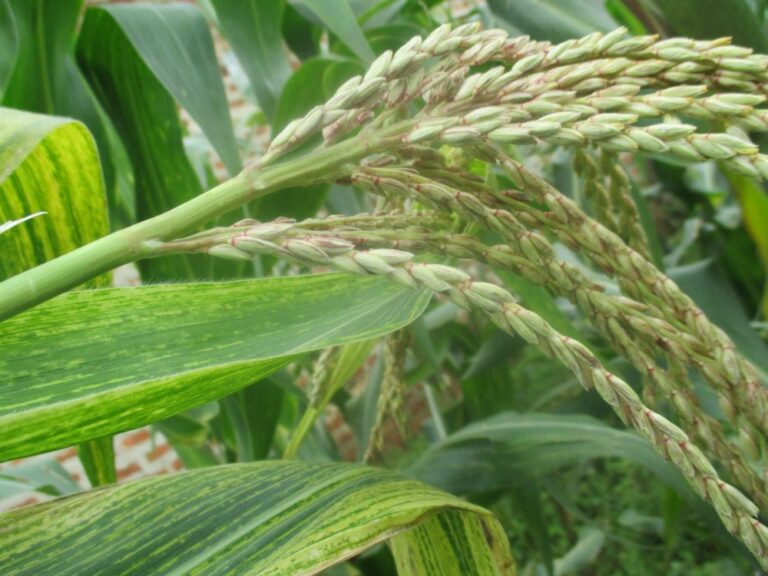 4 pests and diseases of maize – PlantwisePlus Blog