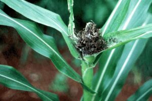 4 pests and diseases of maize – PlantwisePlus Blog