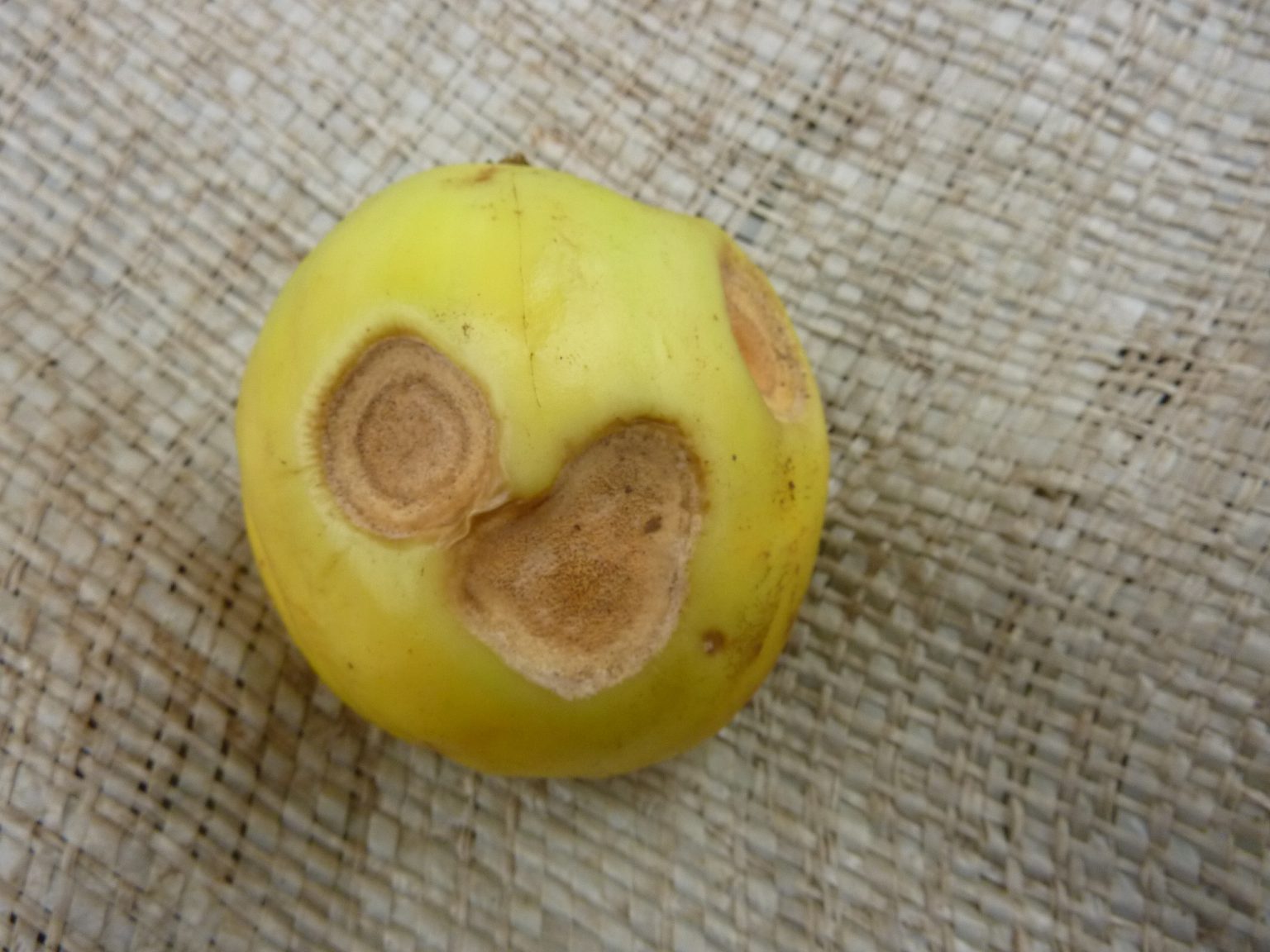 Anthracnose: How to identify, prevent and treat the harmful fungi