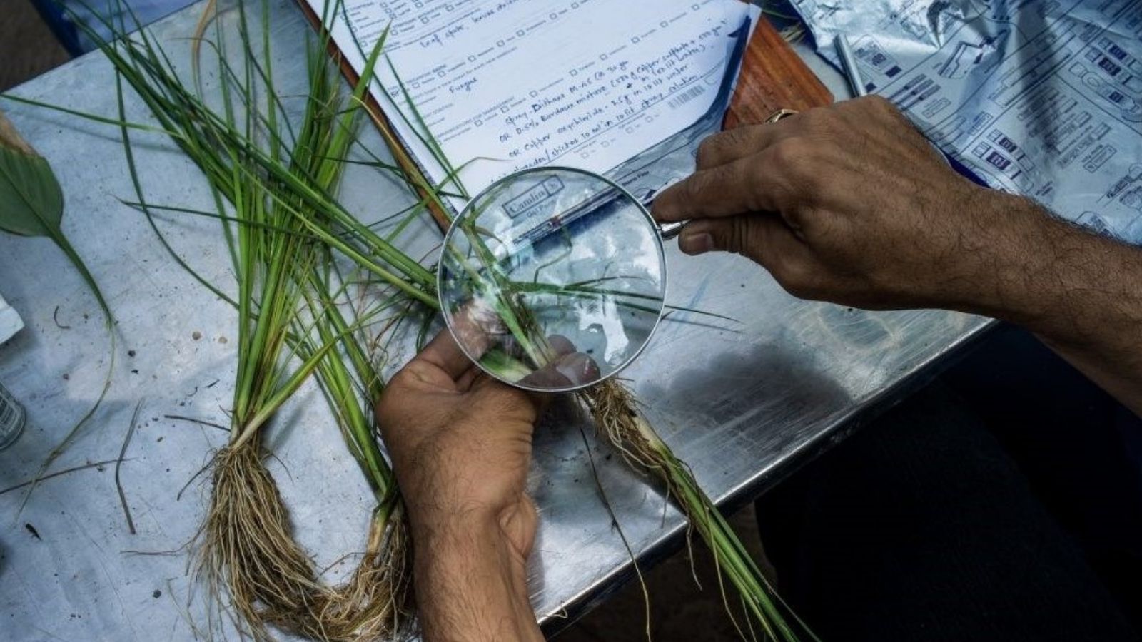 Plant doctor training: a student’s perspective – PlantwisePlus Blog