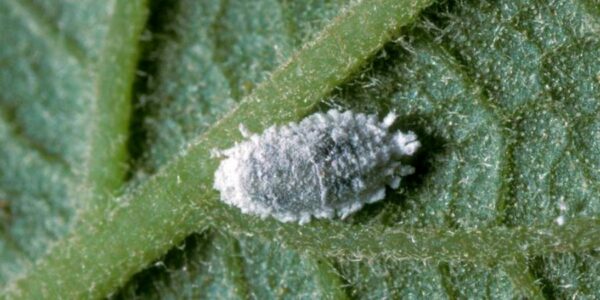 5 cotton pests devastating farmer yields – PlantwisePlus Blog
