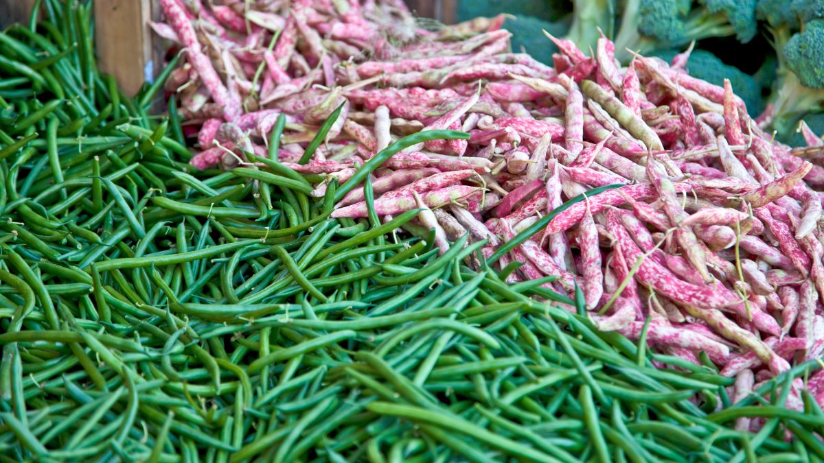 East Africa's bean industry adapts to climate change