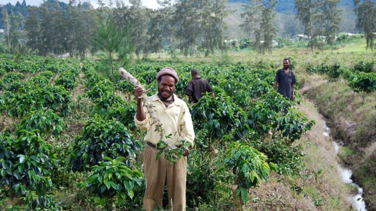 Working with Papua New Guinea to safeguard crop production