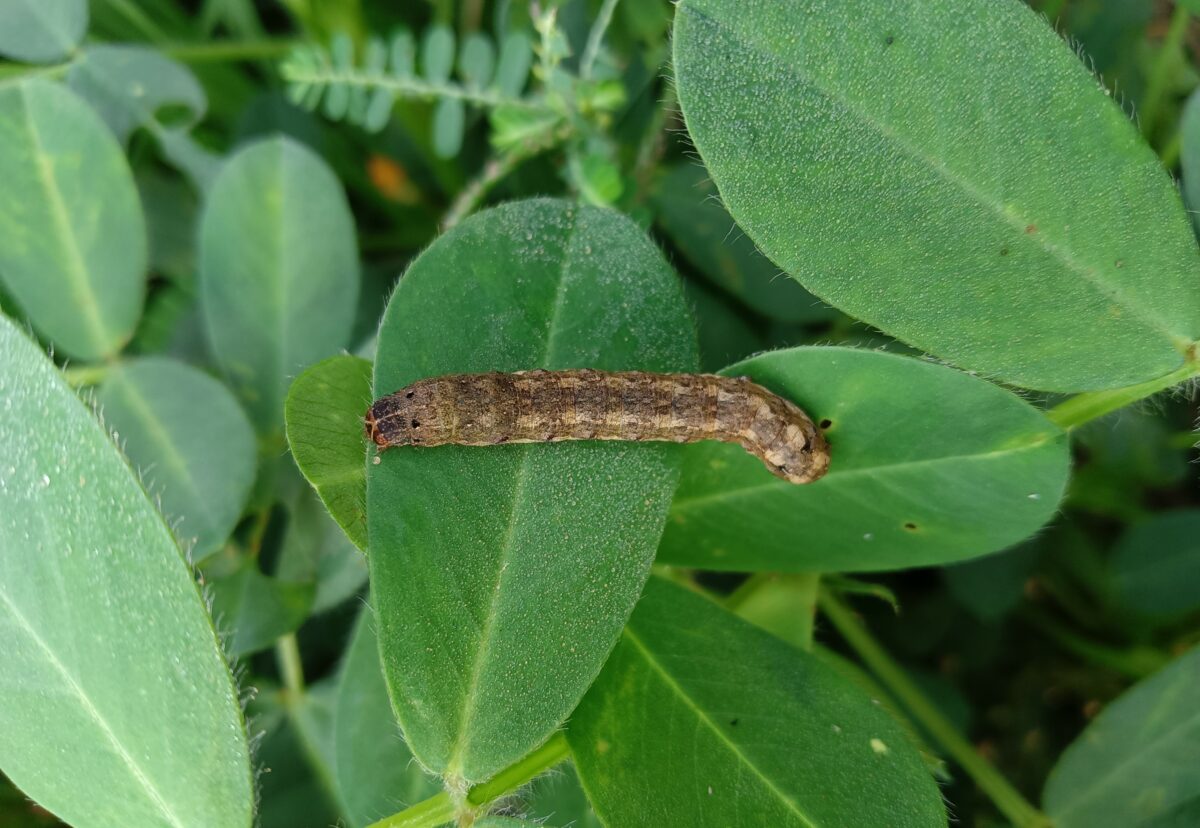 Taro caterpillar outbreak in central India – PlantwisePlus Blog