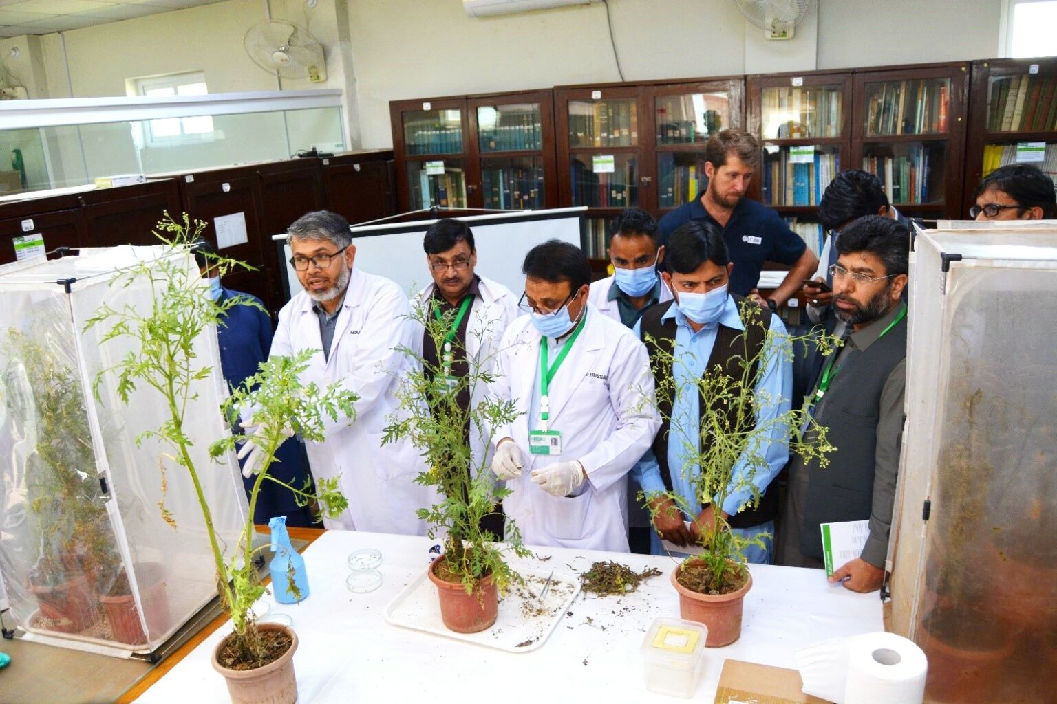 Training workshop focuses on rearing of stem boring weevil to fight ...