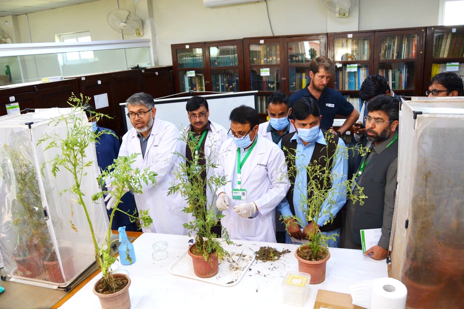 Training workshop focuses on rearing of stem boring weevil to fight ...