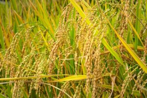 Integrated rodent management: rice production
