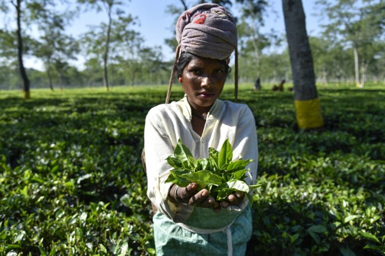 Pesticides in tea: How can we manage tea pests more naturally?