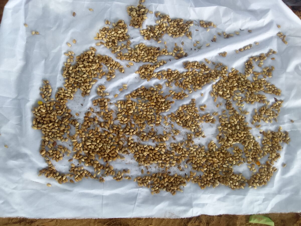 Farmers in Ghana prepare and use neem seed-based biopesticide