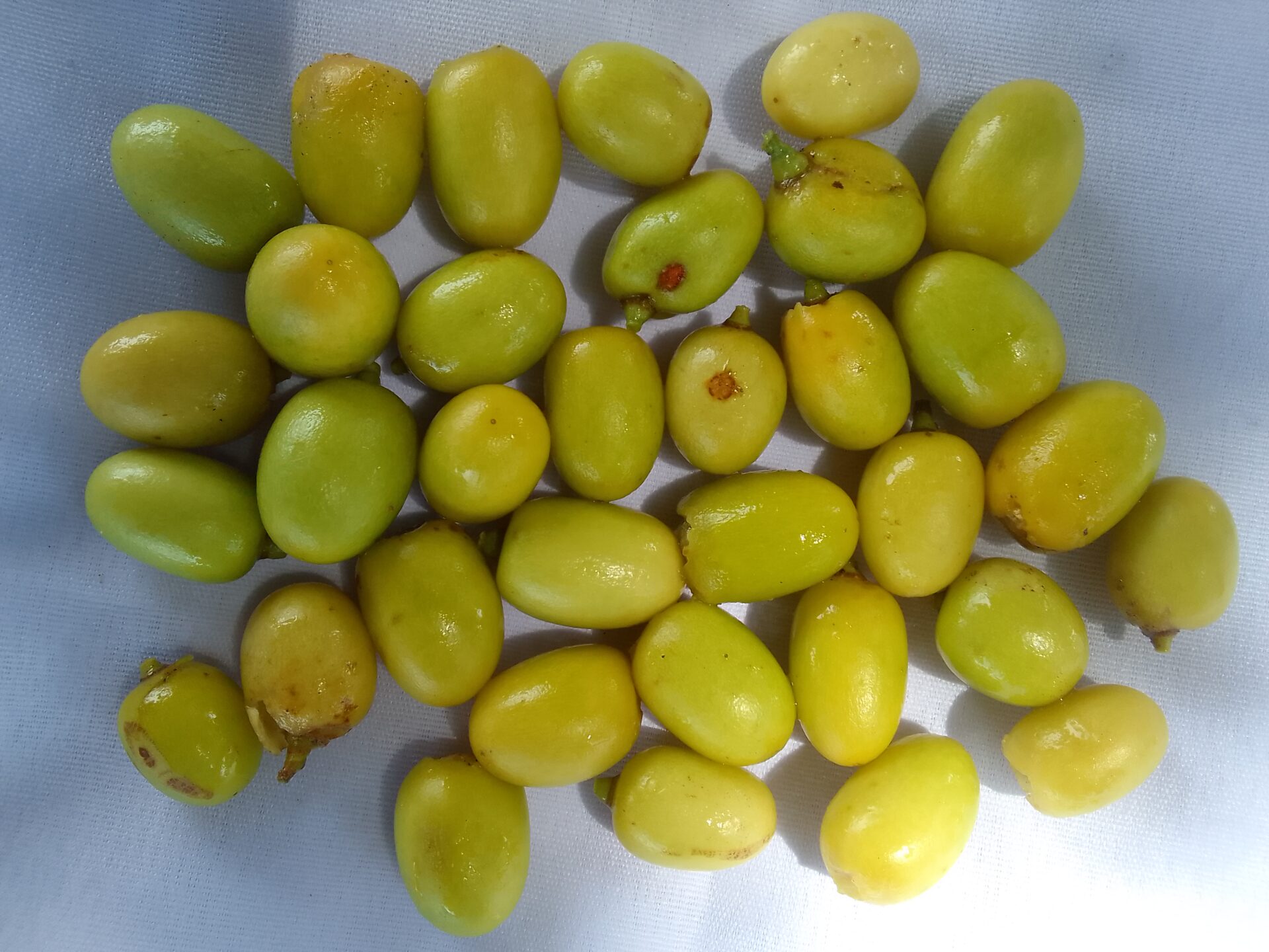 Farmers in Ghana prepare and use neem seed-based biopesticide