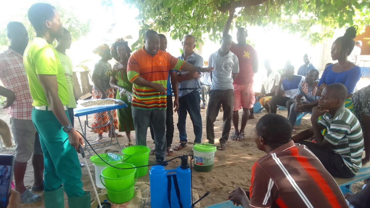 Farmers in Ghana prepare and use neem seed-based biopesticide