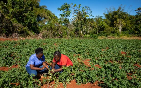 Apply now - courses in integrated crop management