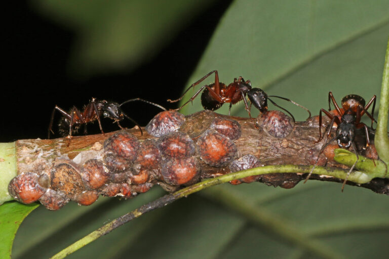 Control of scale insects in fruit trees – PlantwisePlus Blog