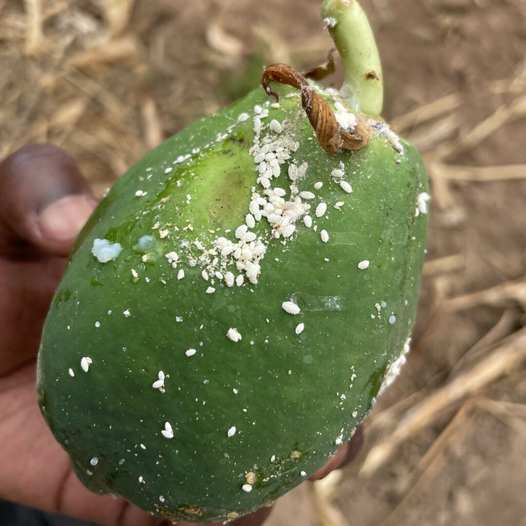 Controlling the papaya mealybug pest – progress made in coastal Kenya