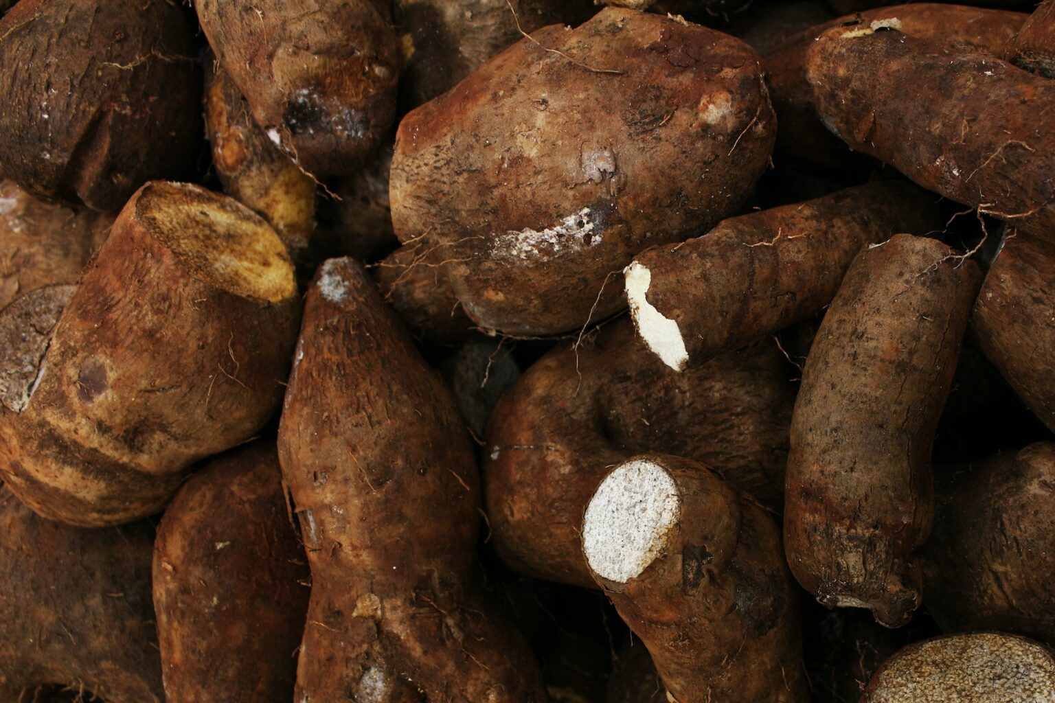 Pests and diseases: cocoyam production in Ghana – PlantwisePlus Blog