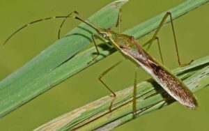 Five yield-threatening pests and diseases of rice – PlantwisePlus Blog