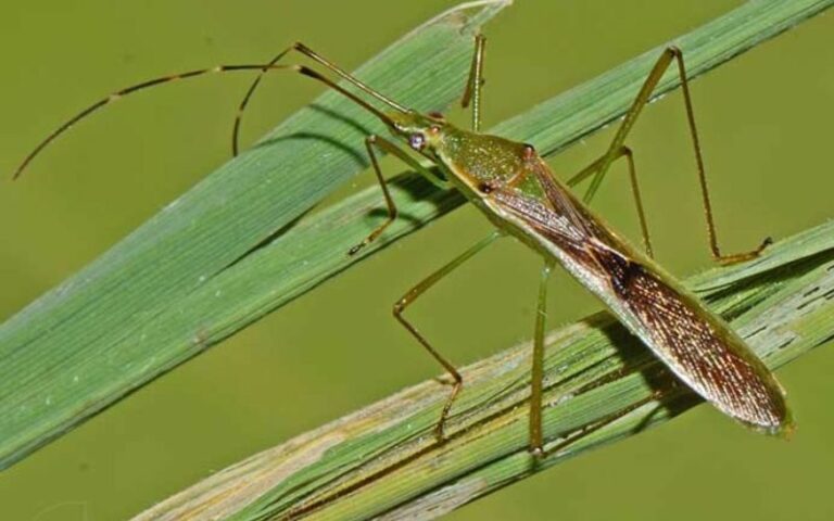 Five yield-threatening pests and diseases of rice – PlantwisePlus Blog