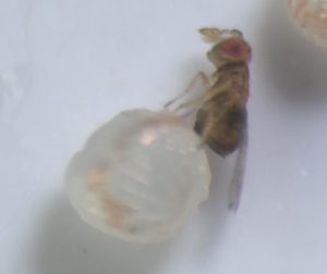 Trichogramma mass rearing facilities piloted in Pakistan ...