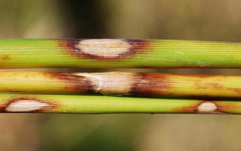 Five yield-threatening pests and diseases of rice – PlantwisePlus Blog
