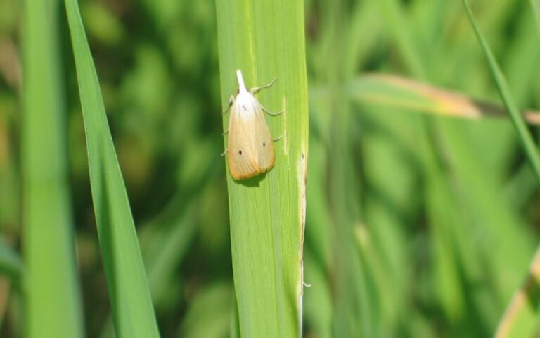 Five yield-threatening pests and diseases of rice – PlantwisePlus Blog