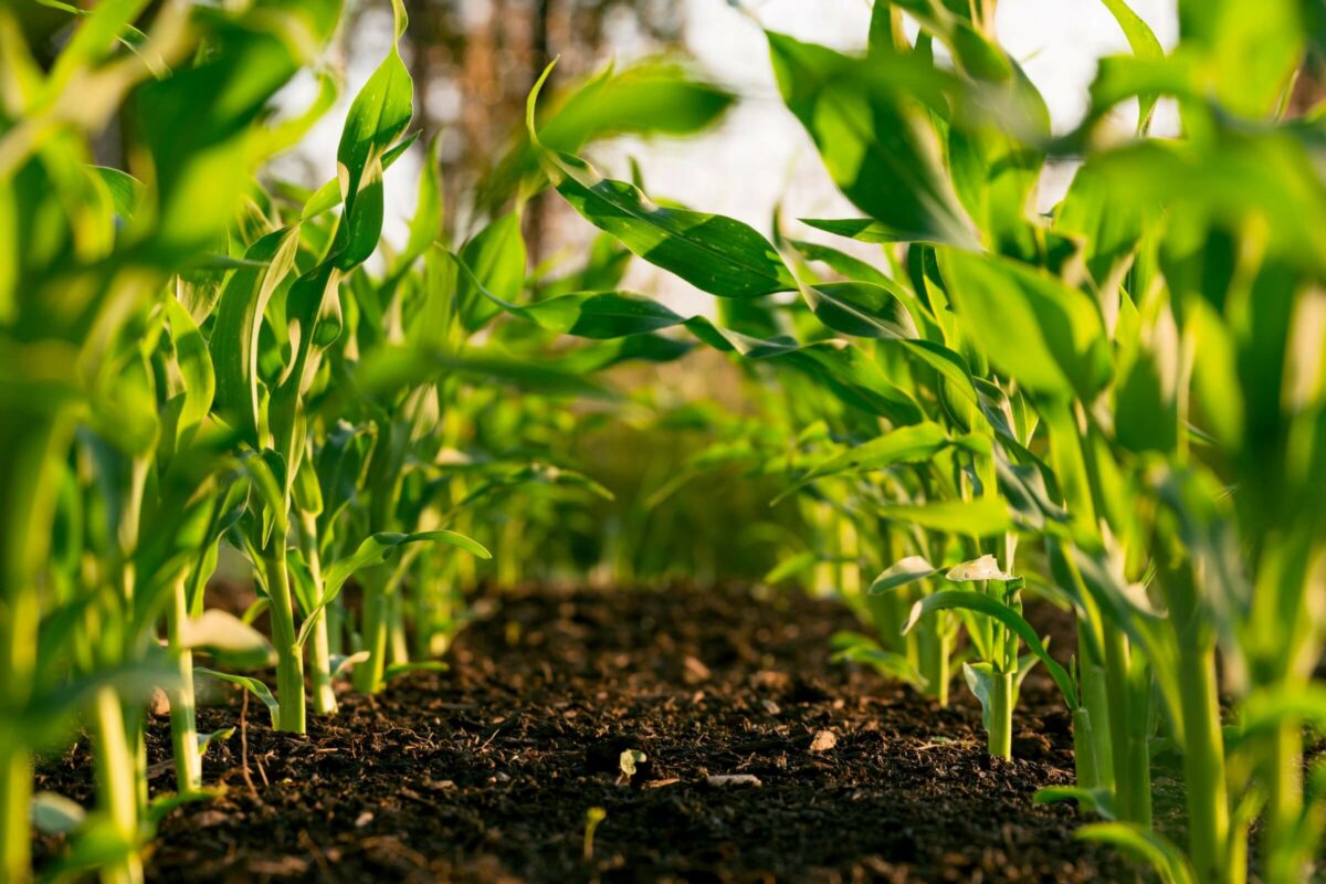 What is Integrated Crop Management? – PlantwisePlus Blog