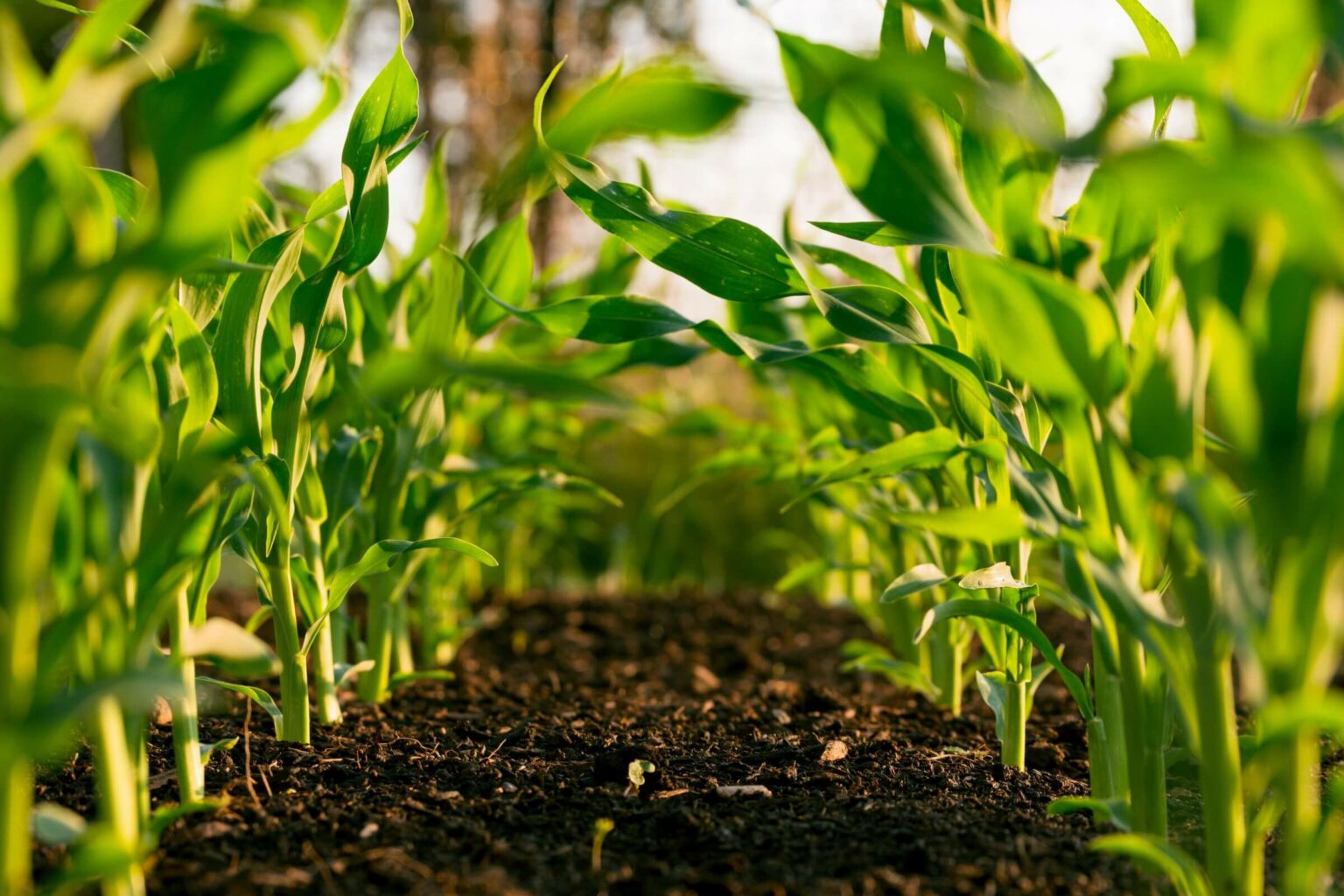 What is Integrated Crop Management? – PlantwisePlus Blog
