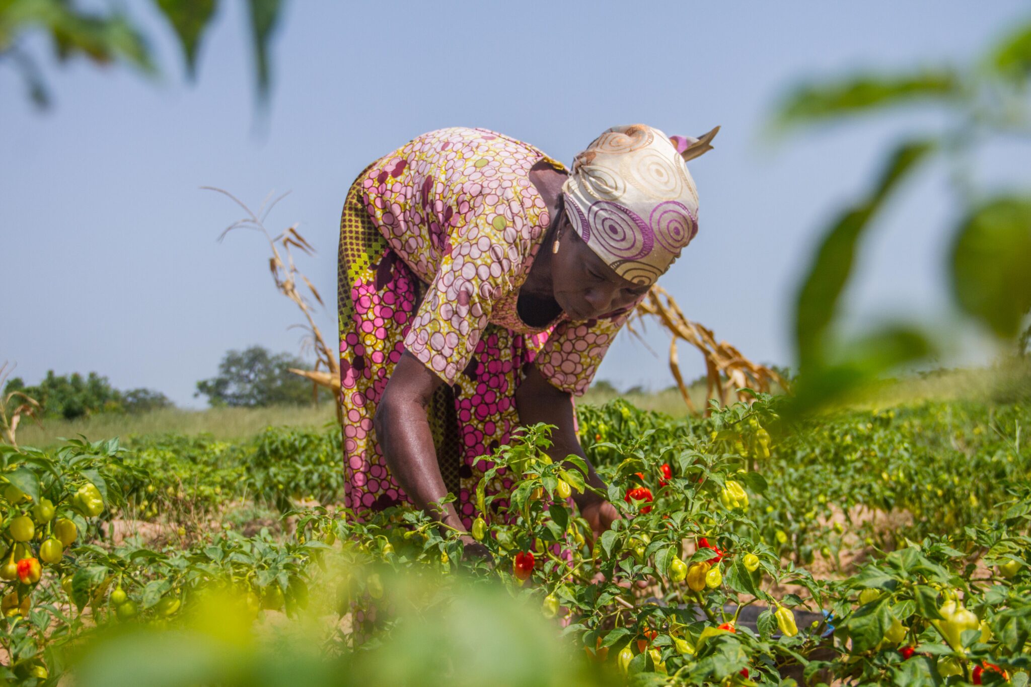 New study highlights positive impact of PlantwisePlus in Ghana on ...