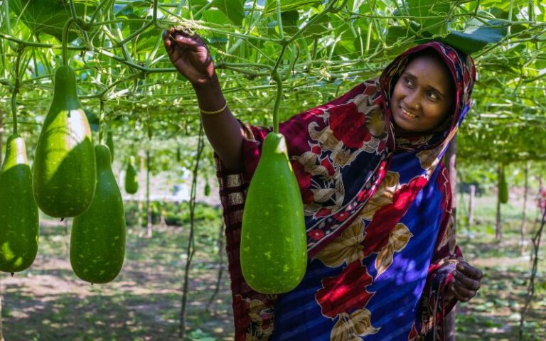 PlantwisePlus digital tools in Bangladesh