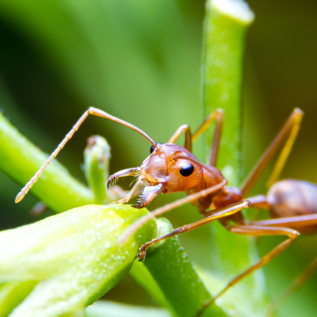 What are CABI's Horizon Scanning and Pest Risk Analysis tools?