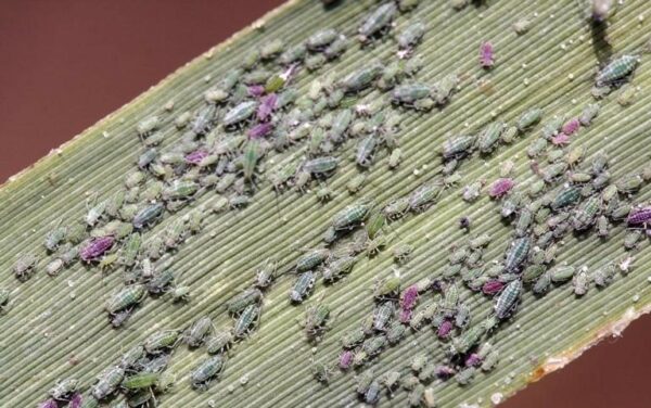 Mealy Plum Aphid: An Overview – PlantwisePlus Blog