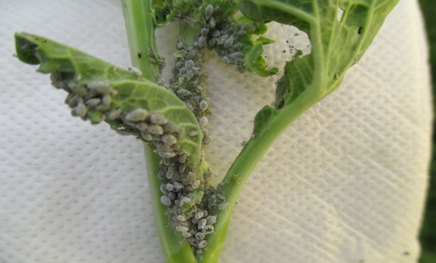 Watch out for these five cabbage pests – PlantwisePlus Blog