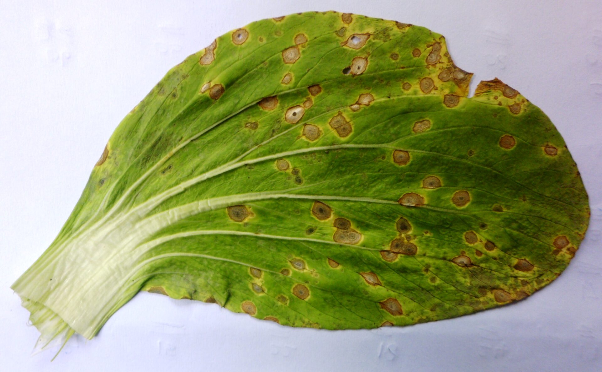 Watch out for these five cabbage pests – PlantwisePlus Blog