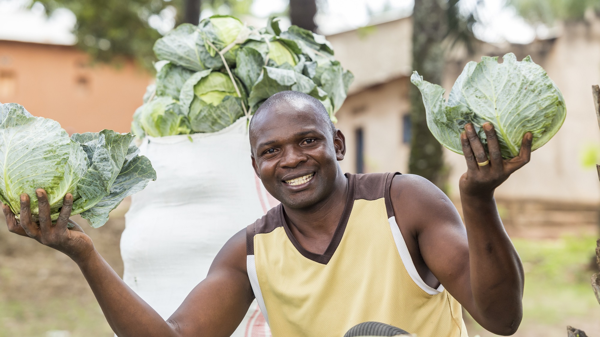 Watch out for these five cabbage pests – PlantwisePlus Blog