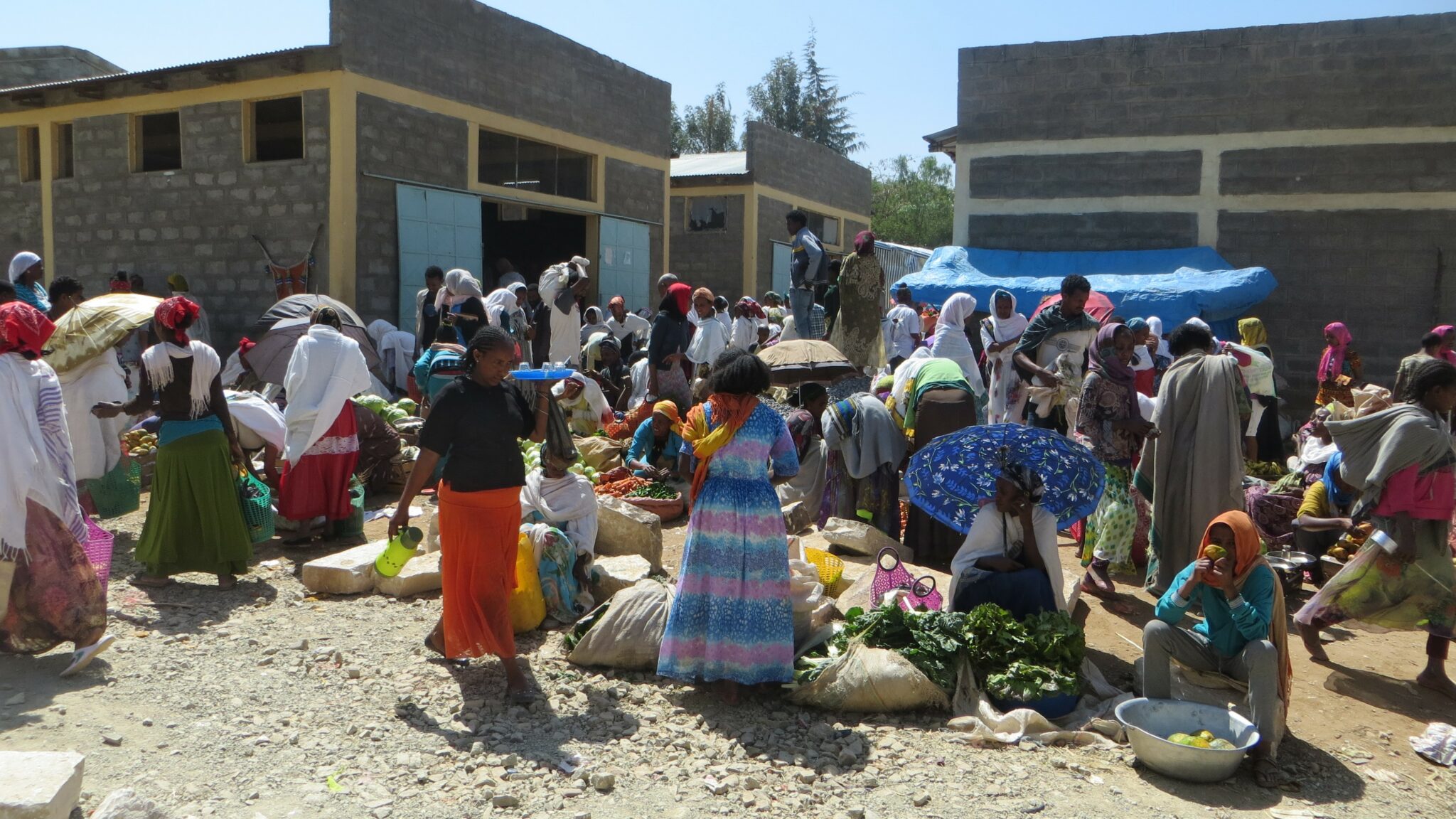 PlantwisePlus restarts plant clinics following conflict in Ethiopia