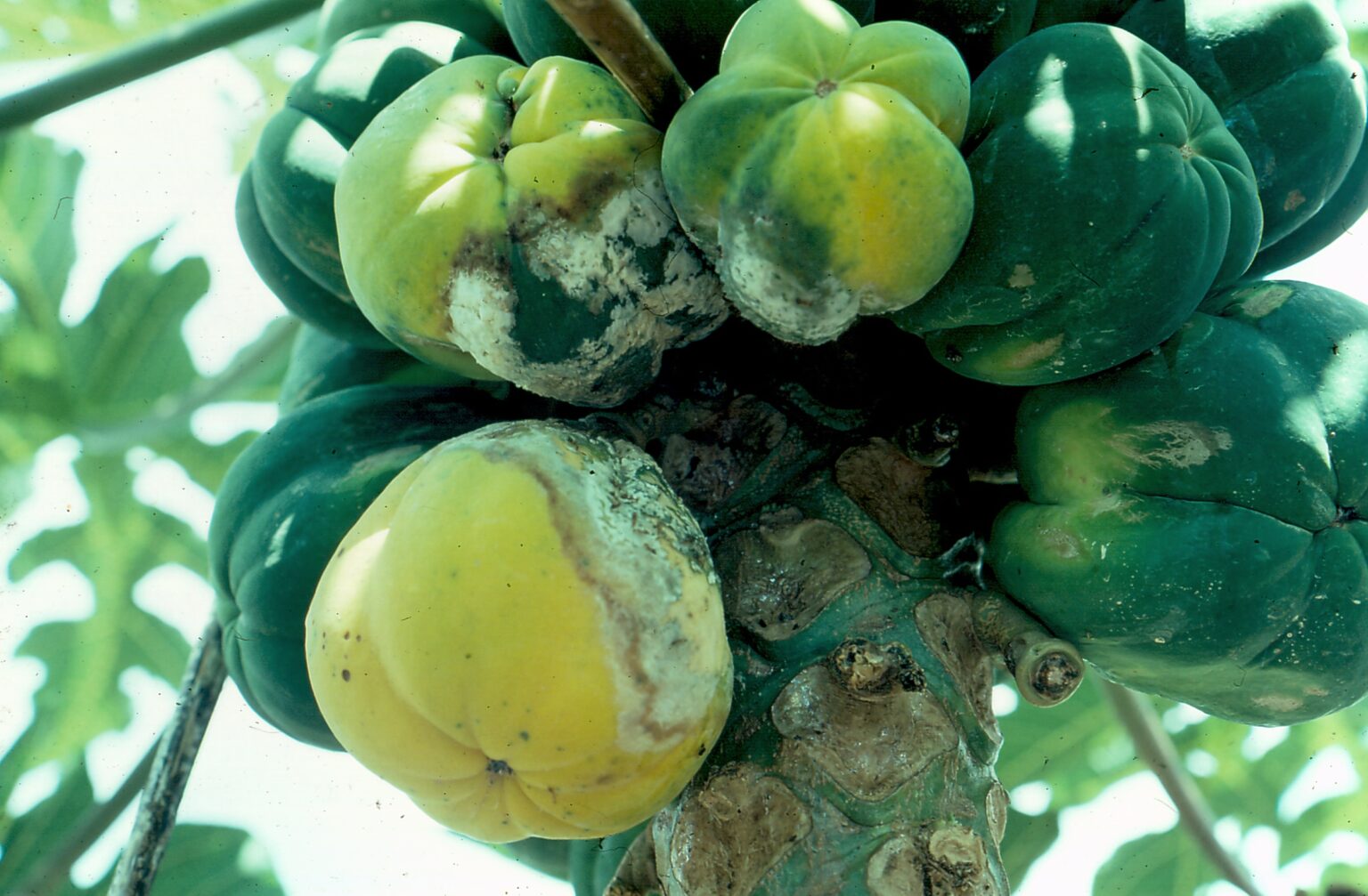 Common papaya disorders: A comprehensive guide – PlantwisePlus Blog