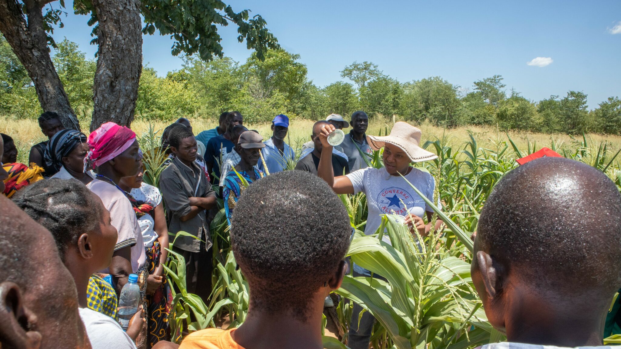 Successful on-farm trials using Metarhizium rileyi in Zambia