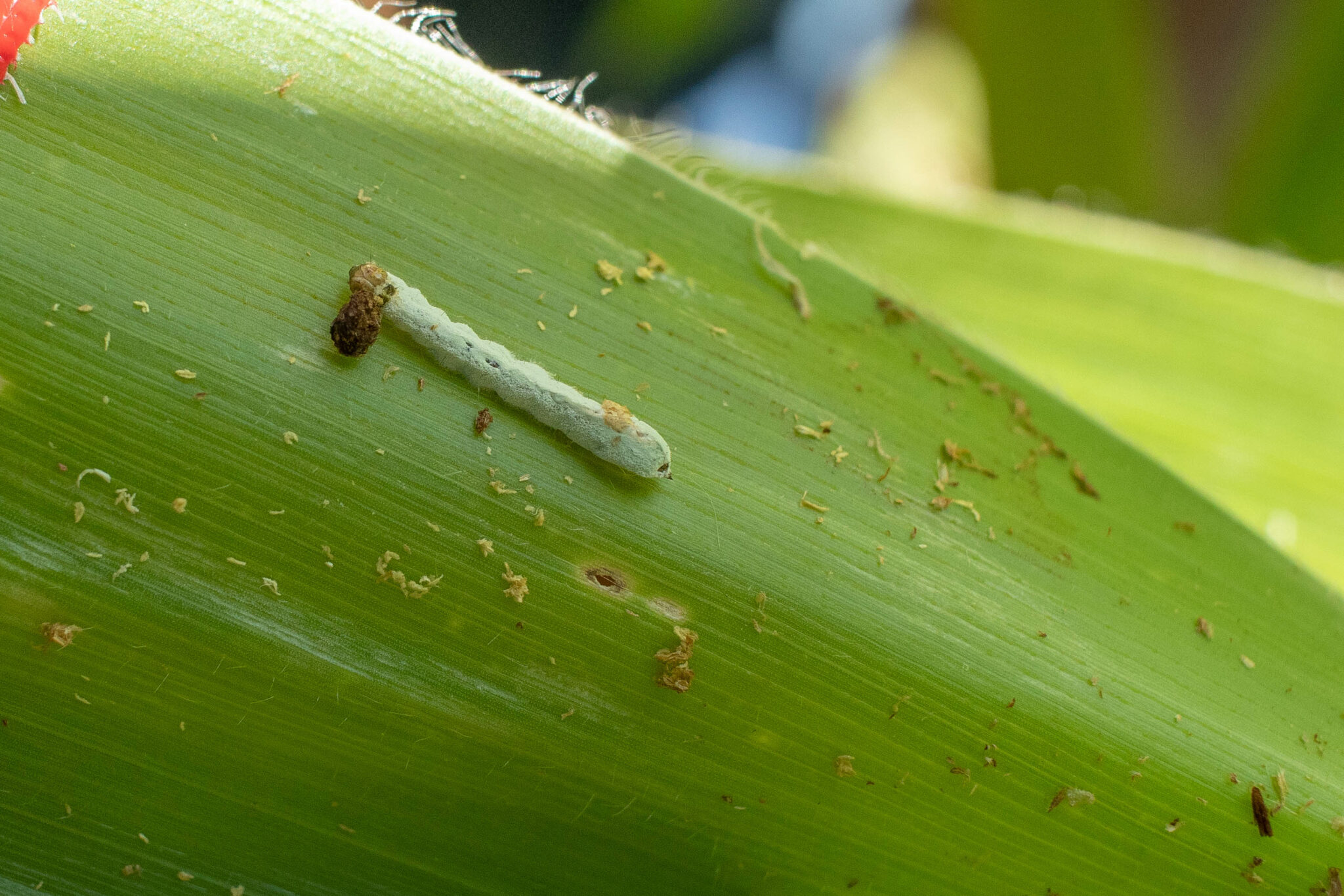 Successful on-farm trials using Metarhizium rileyi in Zambia