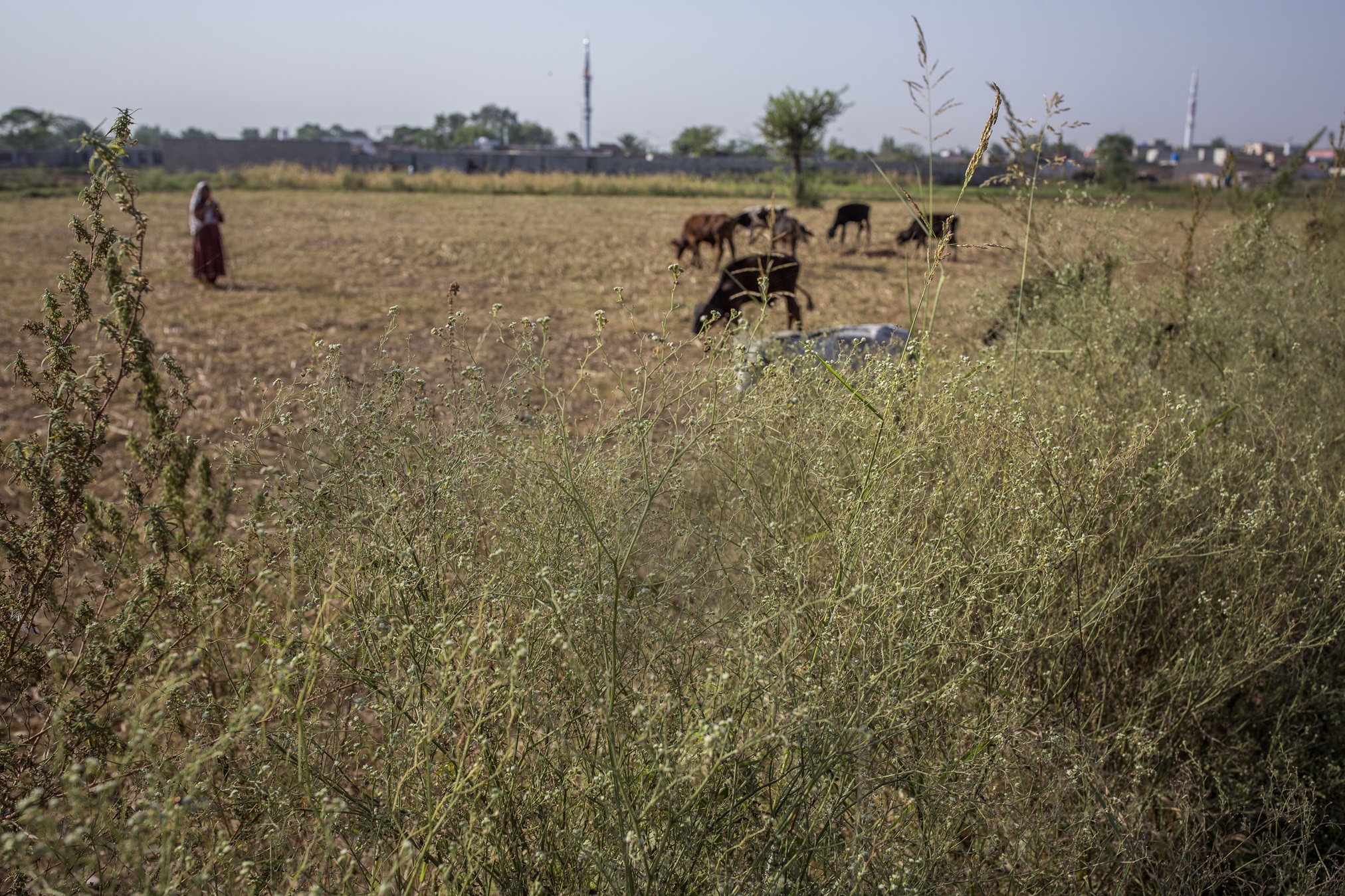 How does parthenium weed impact maize crop production?