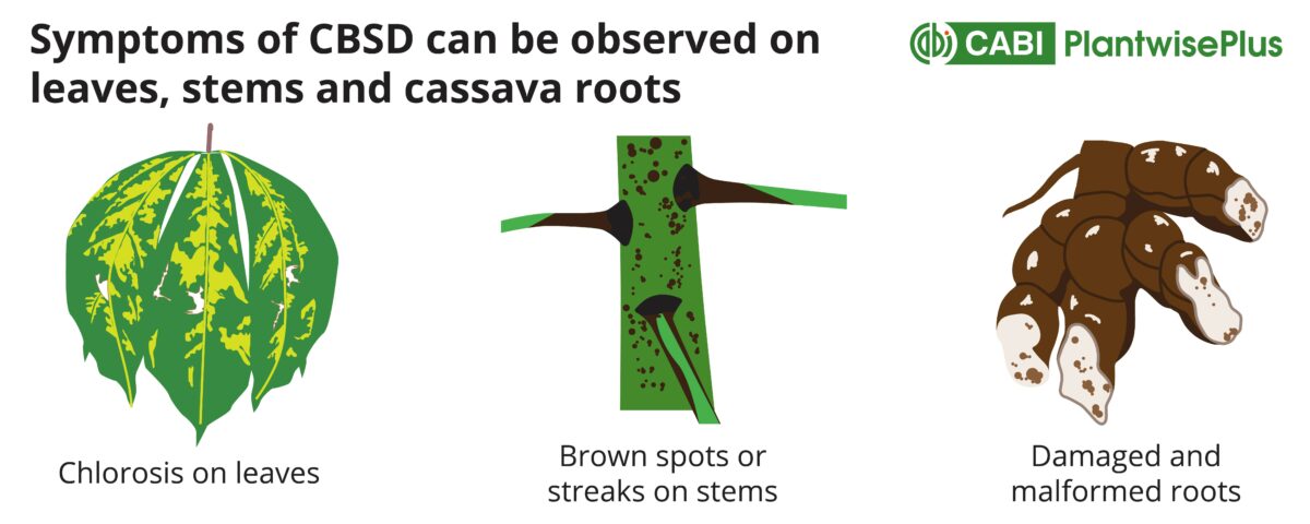 Celebrating success: Zambian smallholders combat CBSD