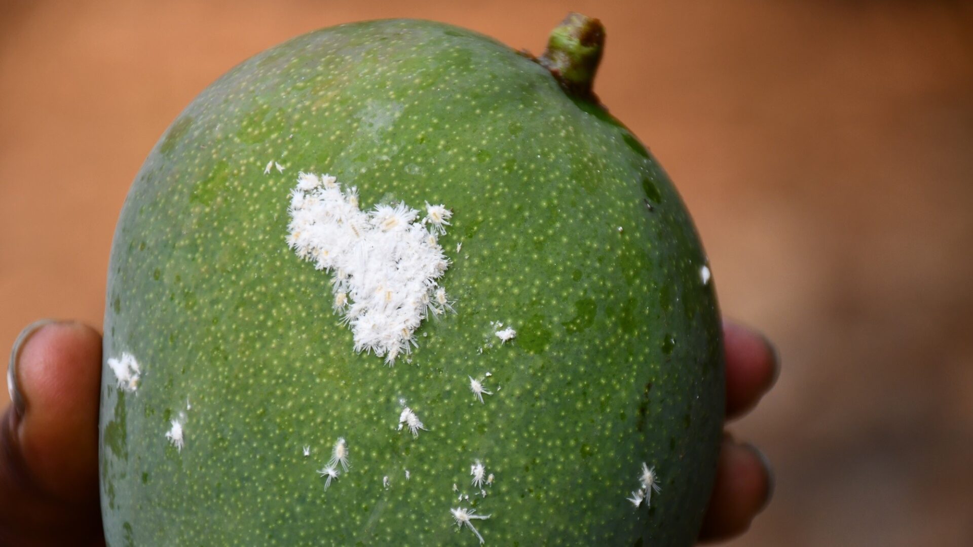 Understanding mango mealybug – a significant crop pest