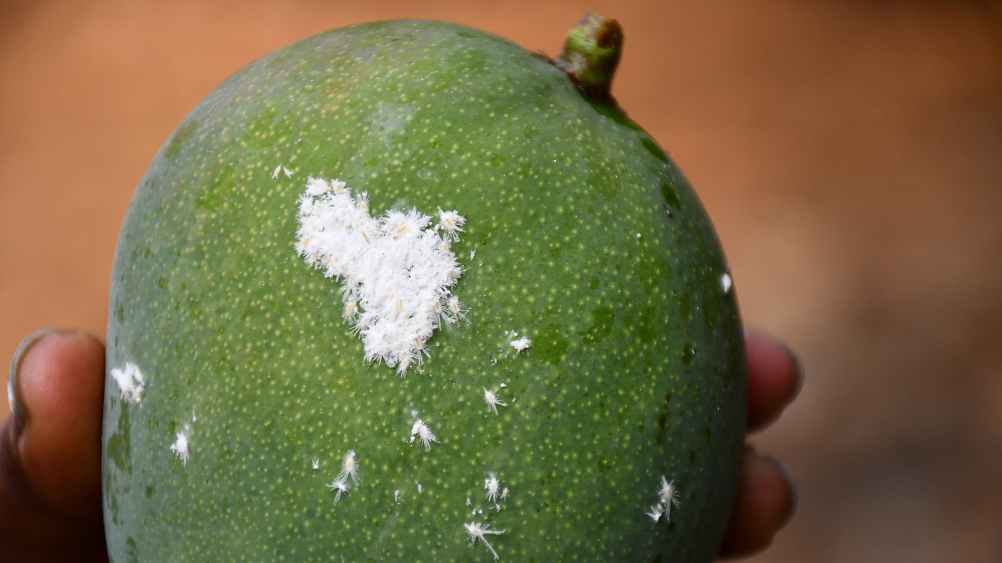 Understanding mango mealybug – a significant crop pest