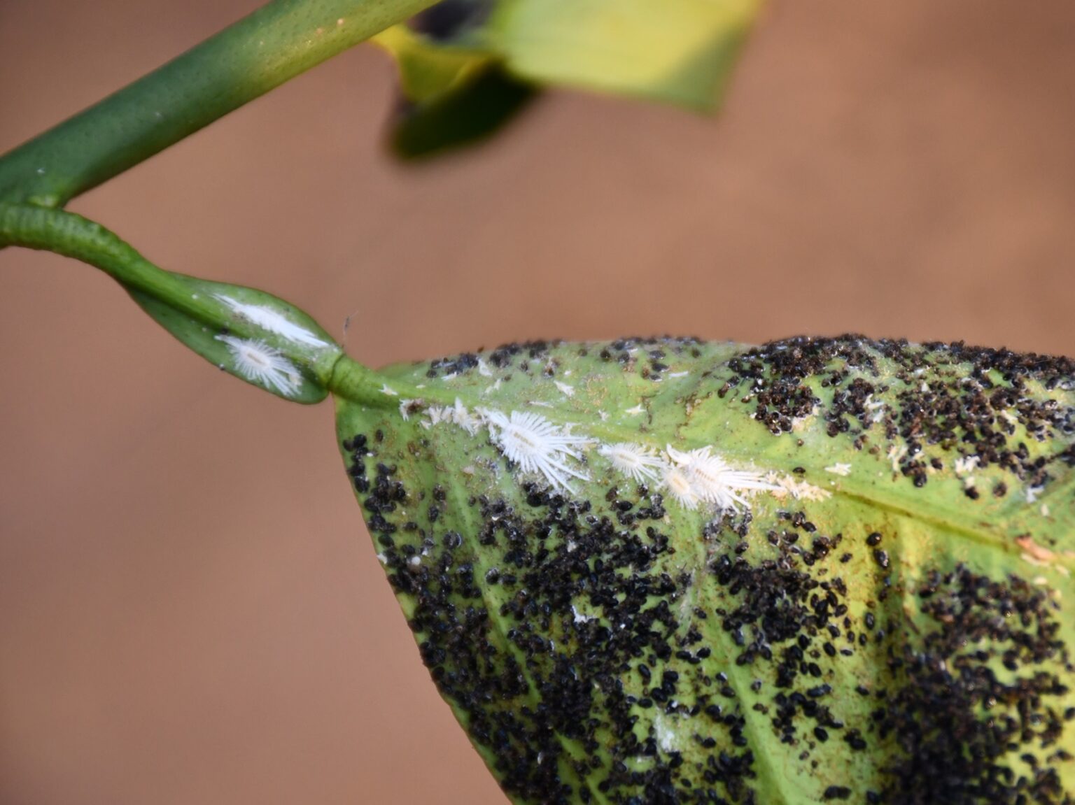 Understanding mango mealybug – a significant crop pest