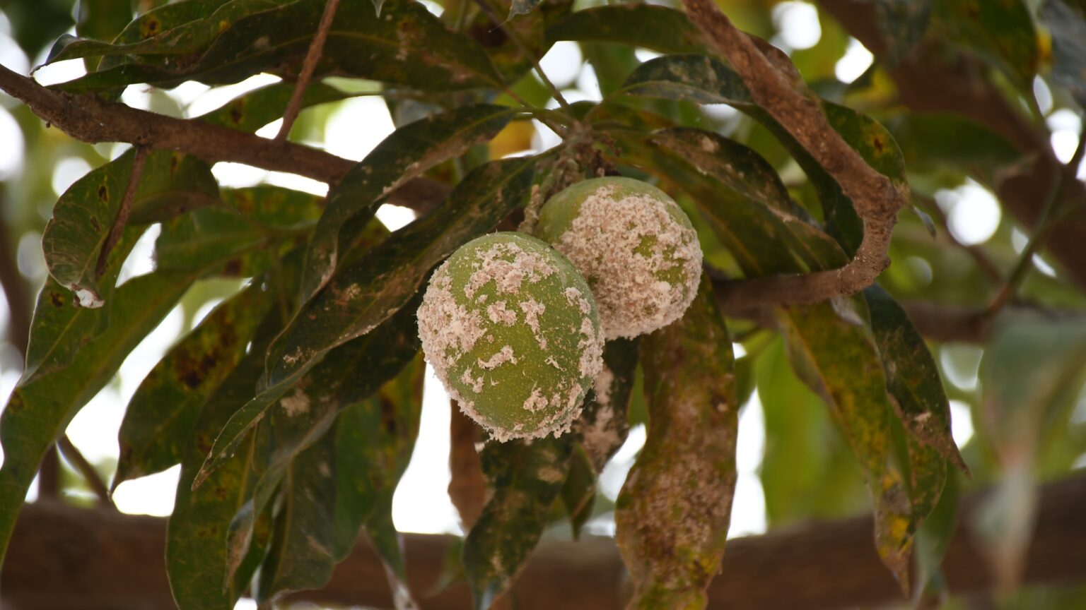 Understanding mango mealybug – a significant crop pest