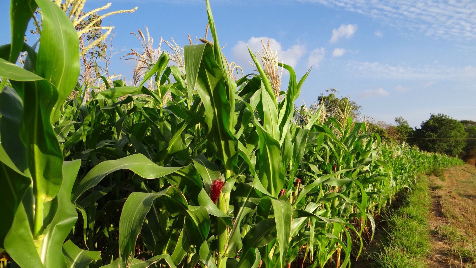 How does crop rotation help keep pest populations in control ...