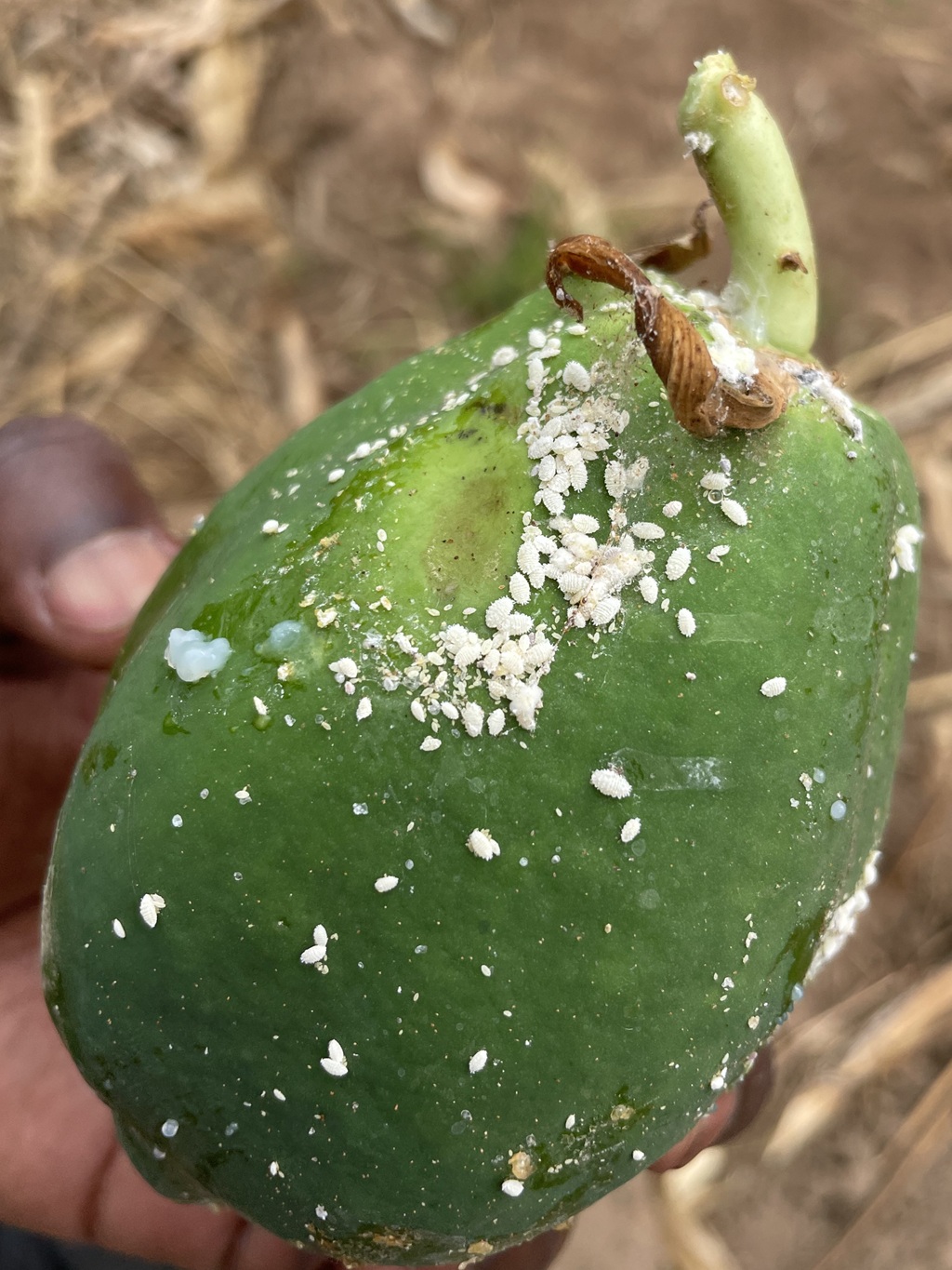 Biocontrol that goes the distance: Acerophagus papayae in Kenya