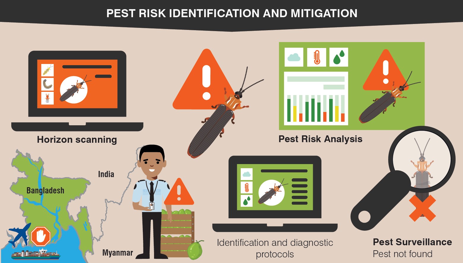 Preventing the coconut hispine beetle invasion in Bangladesh