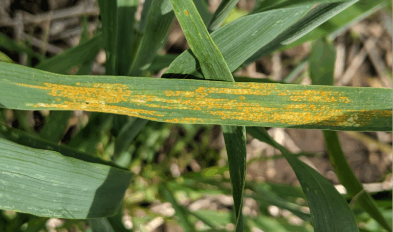 10 common wheat pests and diseases – PlantwisePlus Blog
