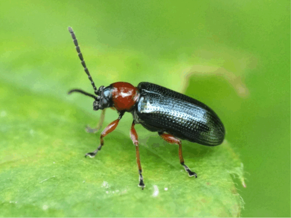 10 common wheat pests and diseases – PlantwisePlus Blog