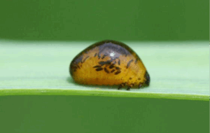 10 common wheat pests and diseases – PlantwisePlus Blog